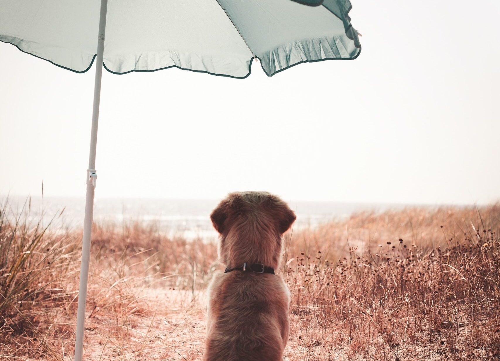 This Is the Healthy Way to Cope With Pet Loss - Frenshe